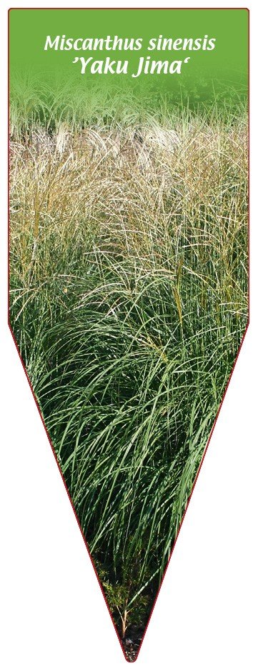 Miscanthus sinensis 'Yaku Jima' - 57x155 mm etykieta szkółkarska - Inna ...