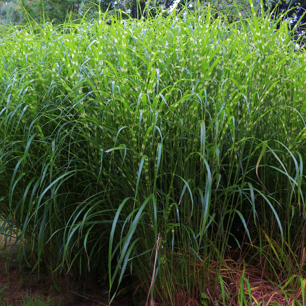 Miskant chiński 'Little Zebra' (Miscanthus sinnesis) Doniczka 2.5L ...