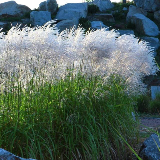 Miskant chiński Memory 1 szt. doniczka C2 - Królik | Sklep EMPIK.COM