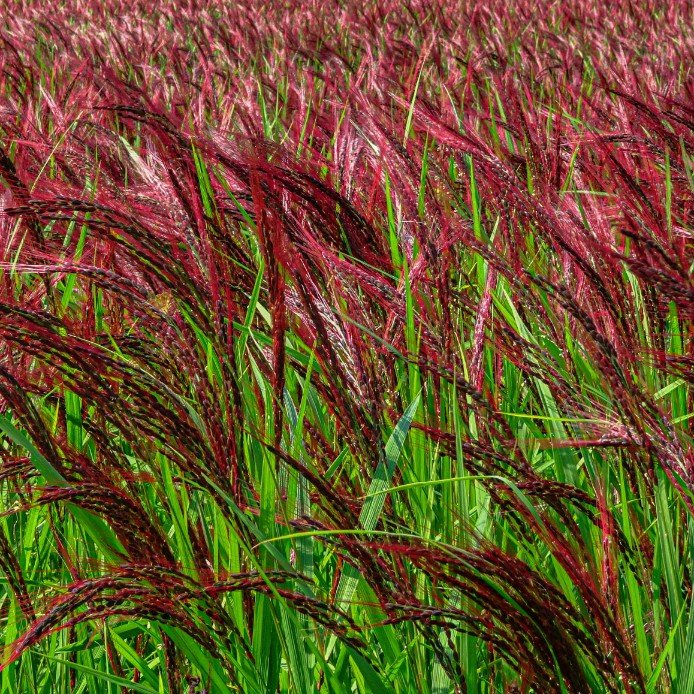 Miskant chiński 'Rotsilber' (Miscanthus sinnesis) - Inna marka | Sklep ...