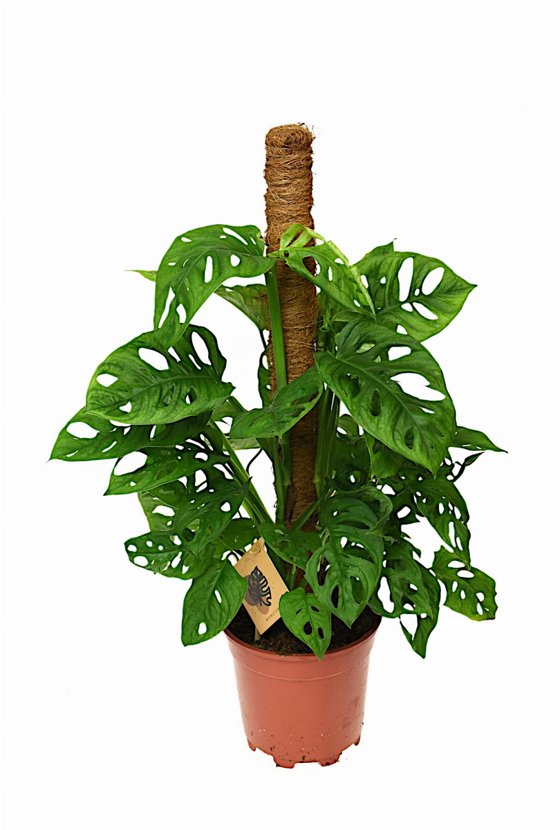 Monstera Monkey Mask, Obliqua, dziurawa, duża P17 - DIXIE STORE | Sklep ...