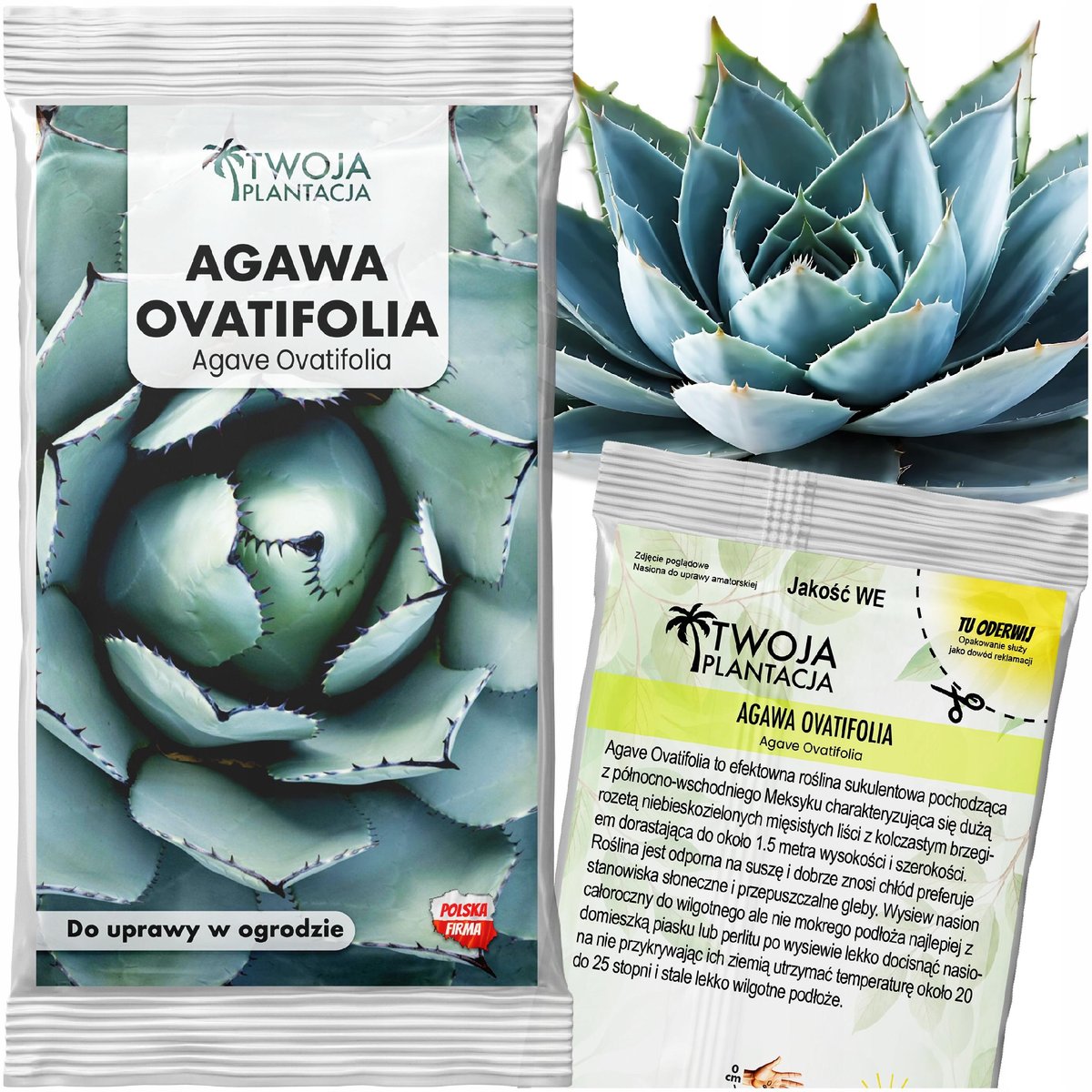 Mrozoodporna Agawa Agave Ovatifolia Język Wieloryba 5 świeżych nasion ...