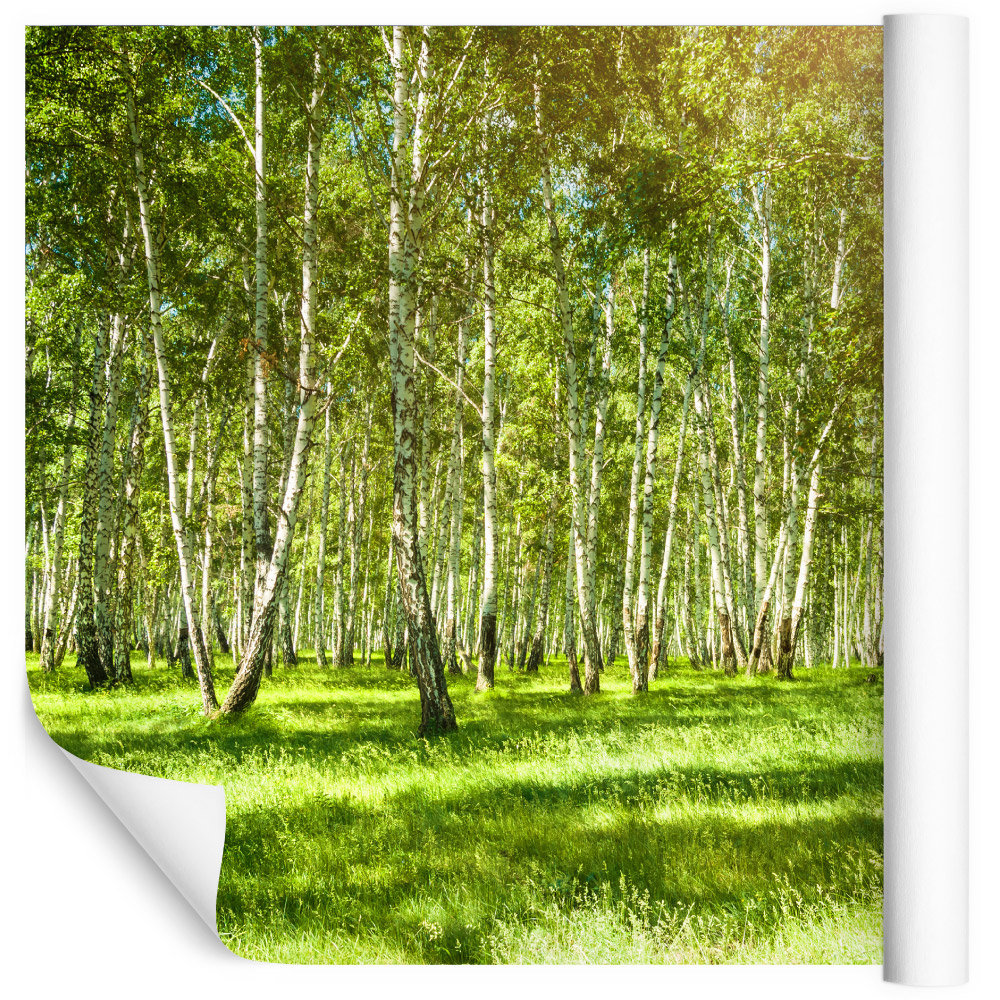 Muralo, Fototapeta Do Salonu 3D, Brzozy, 90X60 cm - Muralo | Sklep ...