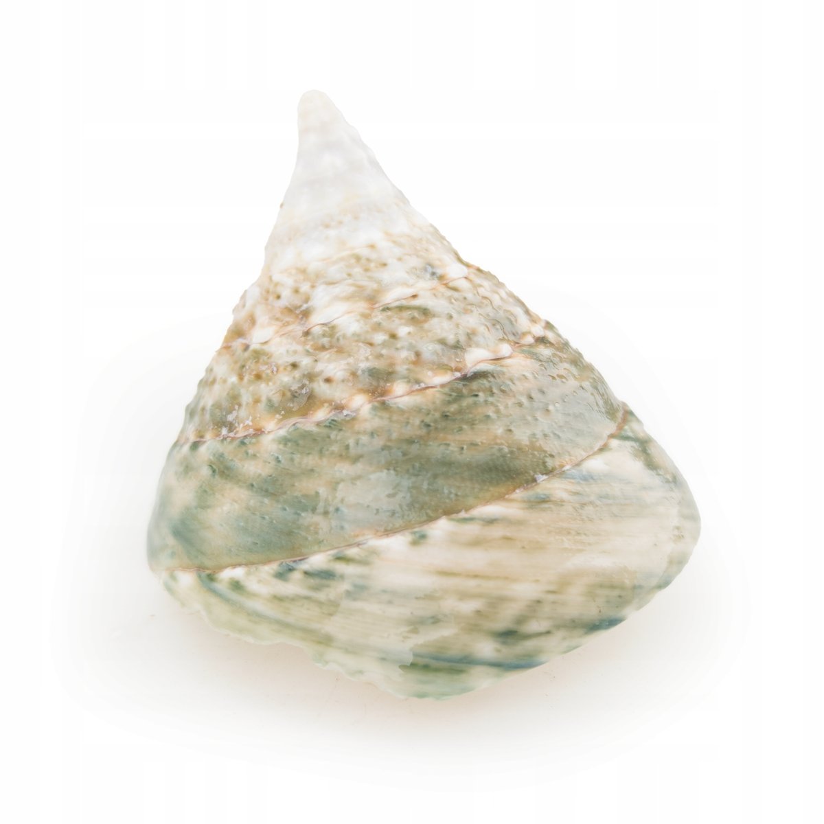 Muszla Trochus Green Dekoracja do Akwarium 5cm - brak danych | Sklep ...