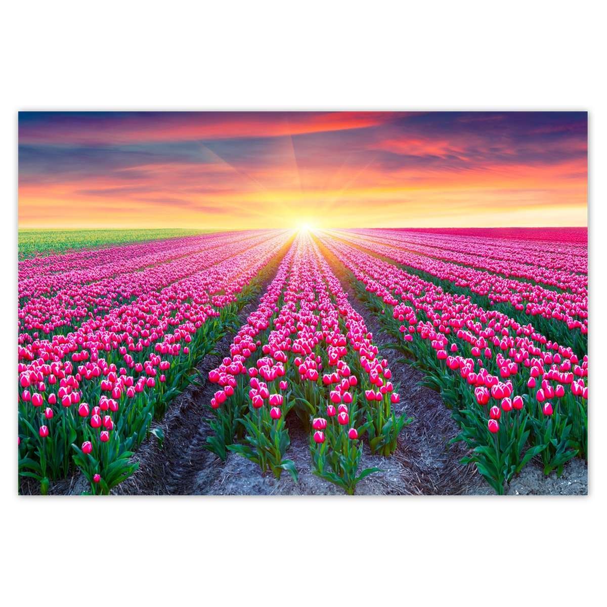 Naklejka ścienna 185x125 Morze tulipanów Kwiaty - ZeSmakiem | Sklep ...