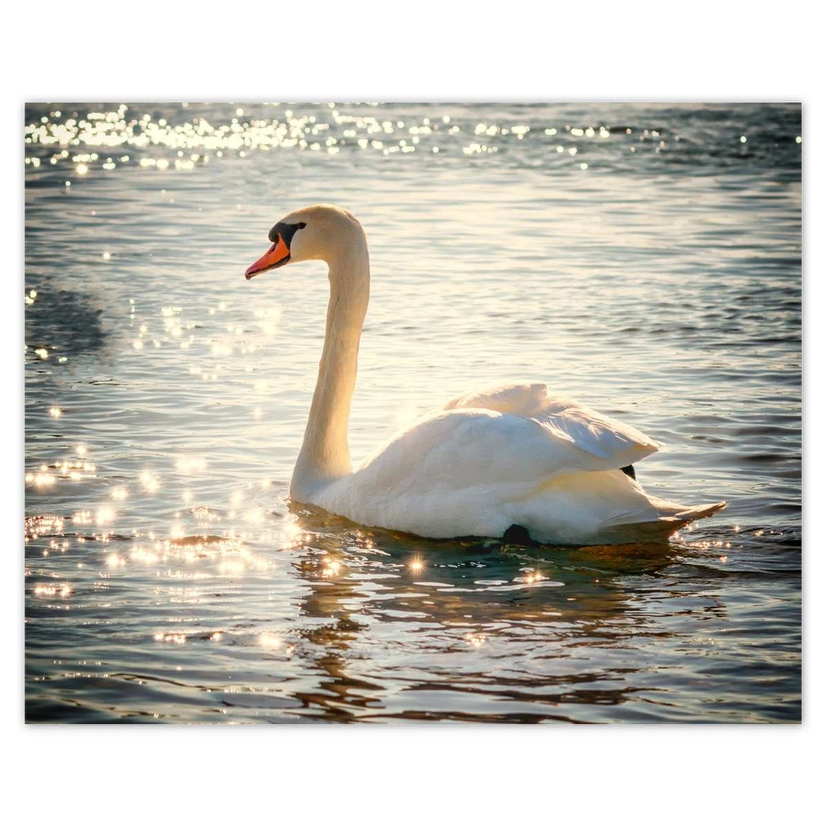 Naklejka ścienna 50x40 Łabędź na jeziorze - ZeSmakiem | Sklep EMPIK.COM