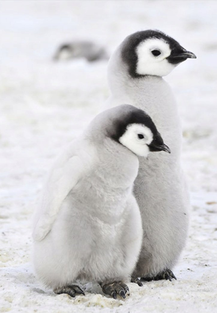 Naklejki na ścianę OBRAZ Vintage ART Pingwinki 91,5x61 - Atram | Sklep ...