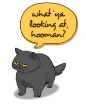 Naprasowanka Kot kotek meme śmieszny zabawny 25 - Zebra | Sklep EMPIK.COM