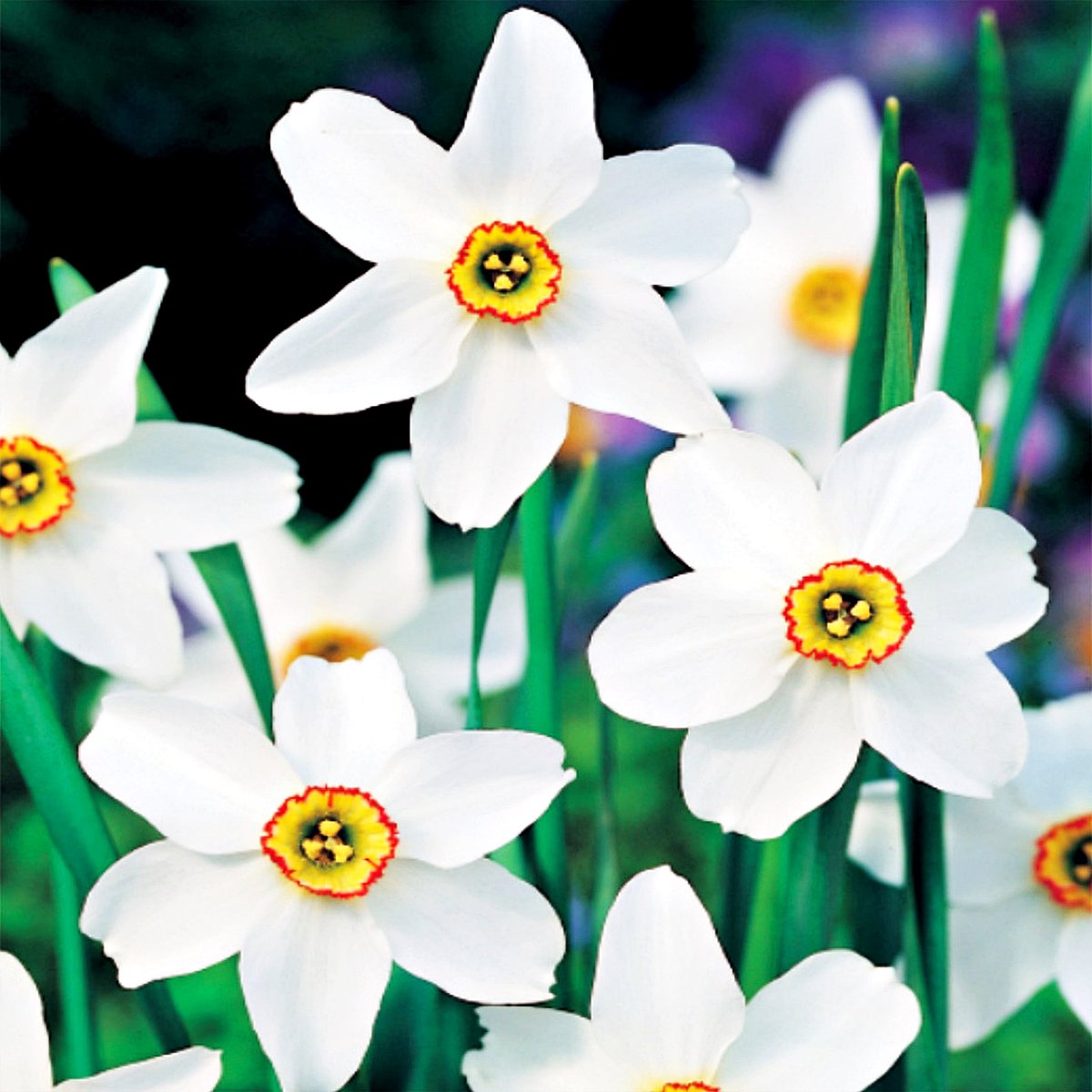 Narcyz Pachnący Recurvus 5 szt narcyzy cebulki babuni - BENEX | Sklep ...