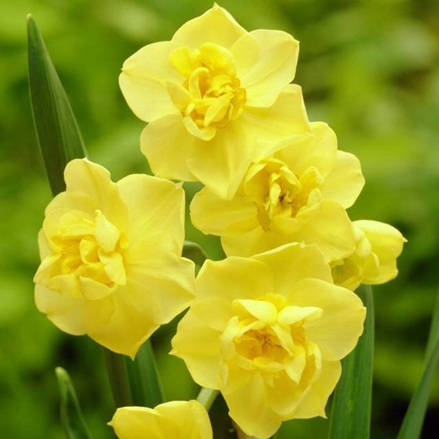 Narcyz pełny Yellow Cheerfulness 5 szt. cebulki cebule kwiaty - Inna ...