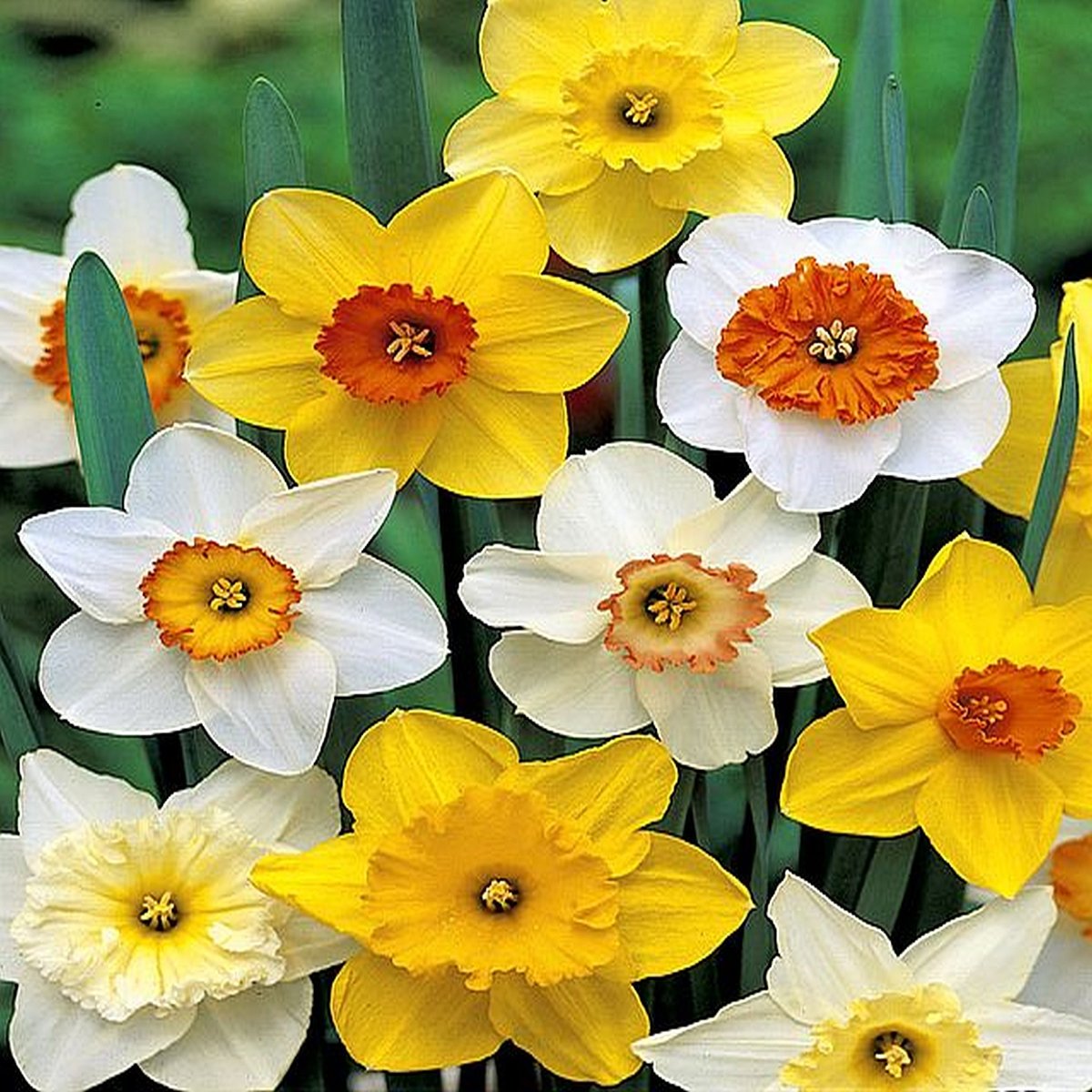 Narcyz Wielkoprzykoronkowy Mix 10 szt Narcyzy - BENEX | Sklep EMPIK.COM