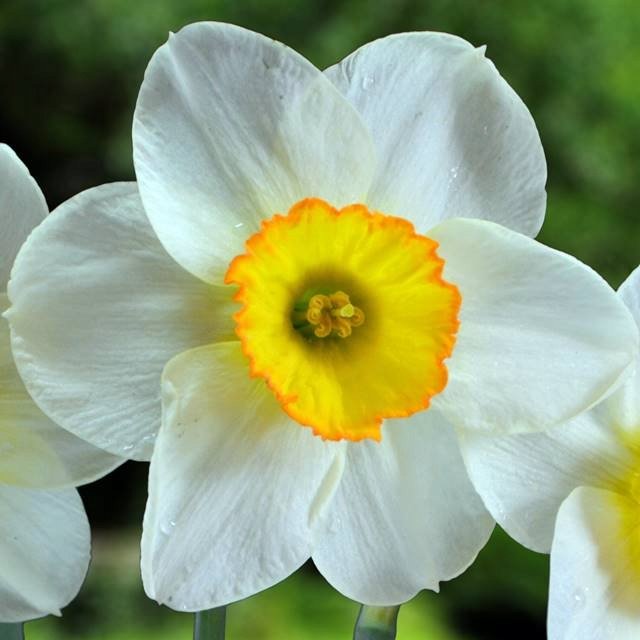 Narcyz wielkoprzykoronkowy polski Flower Record 5 szt. Narcyzy Cebulki ...