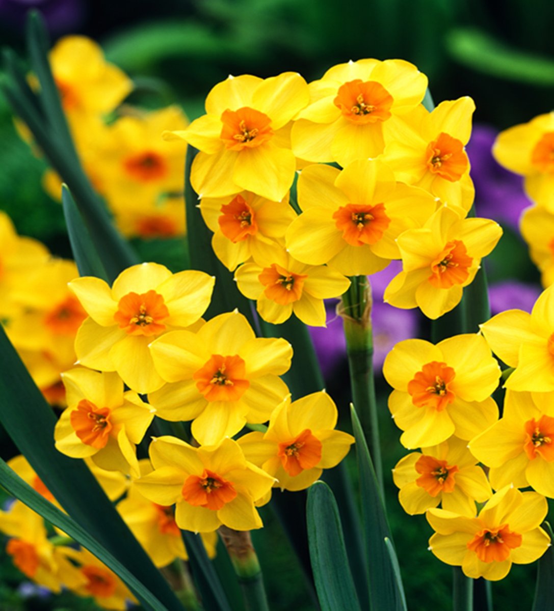 Narcyz Wielokwiatowy Falconet 5 szt Narcyzy cebule - BENEX | Sklep ...