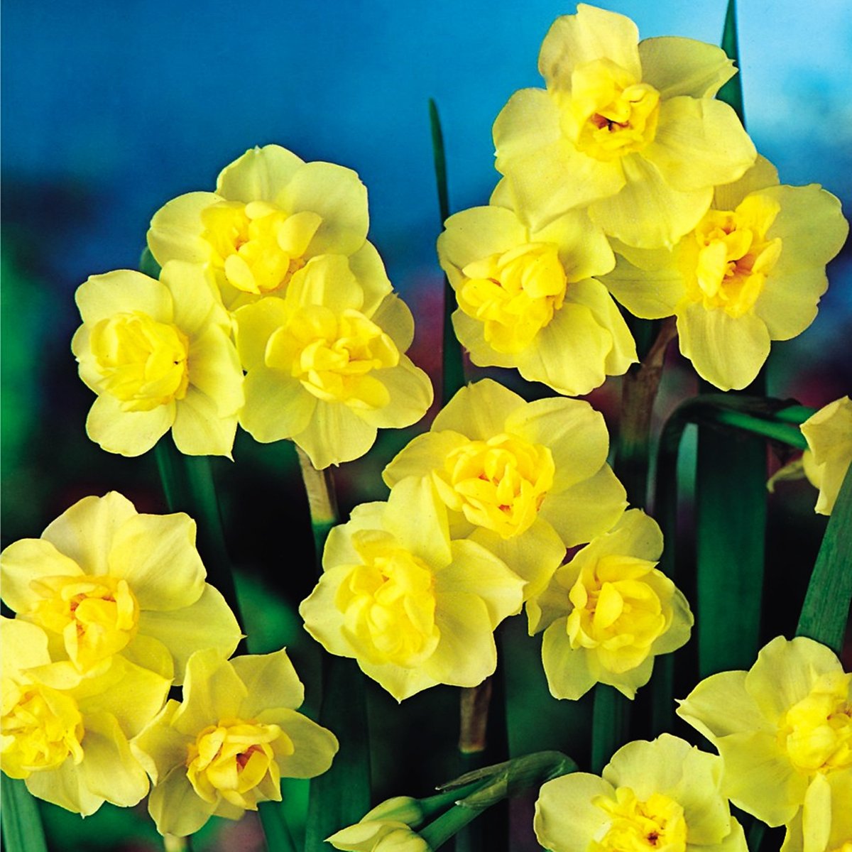 Narcyz Wielokwiatowy Yellow Cheerfulness 5 szt. - BENEX | Sklep EMPIK.COM