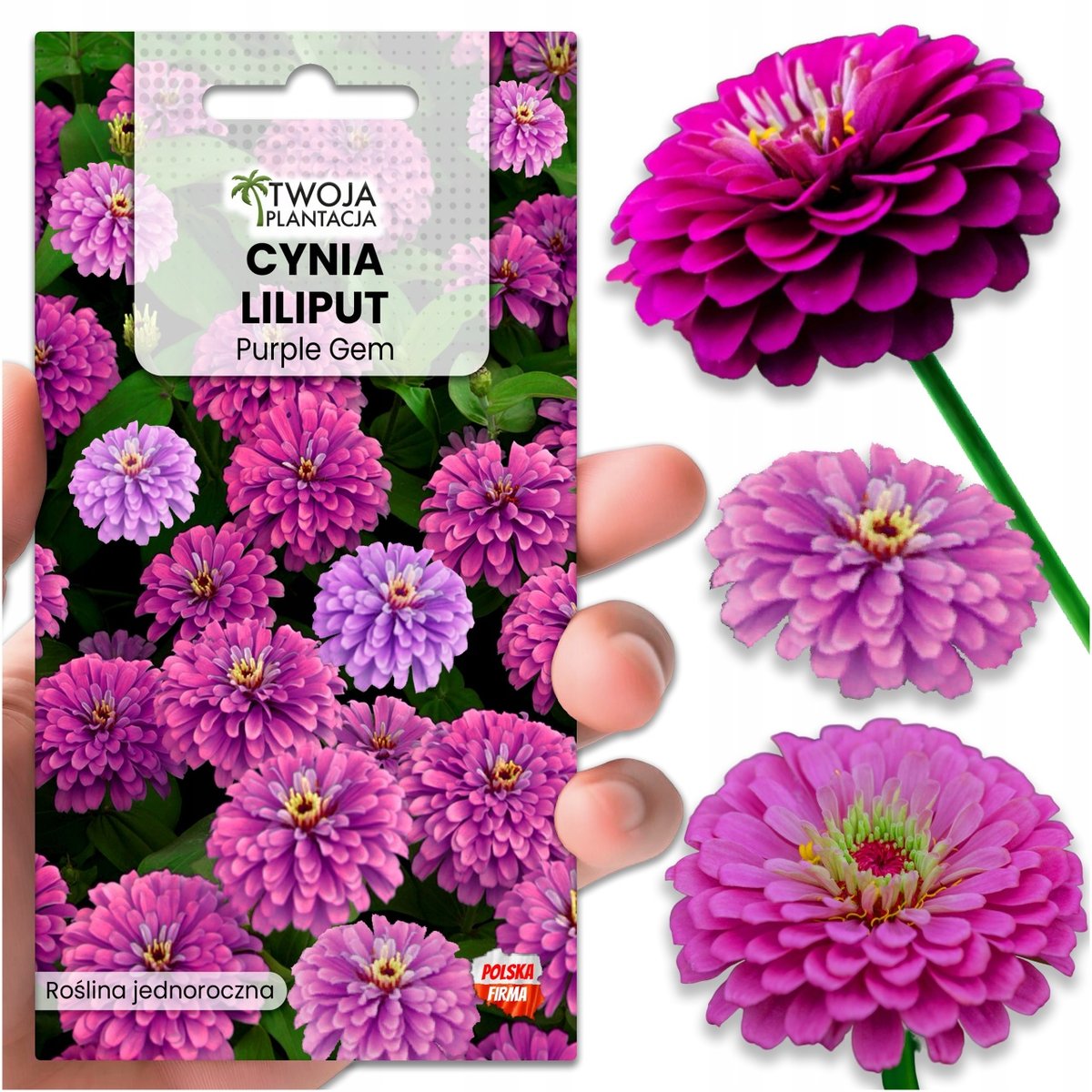 NASIONA CYNIA DALIOWA FIOLETOWA Liliput Purple Gem na rabaty 100 NASION ...