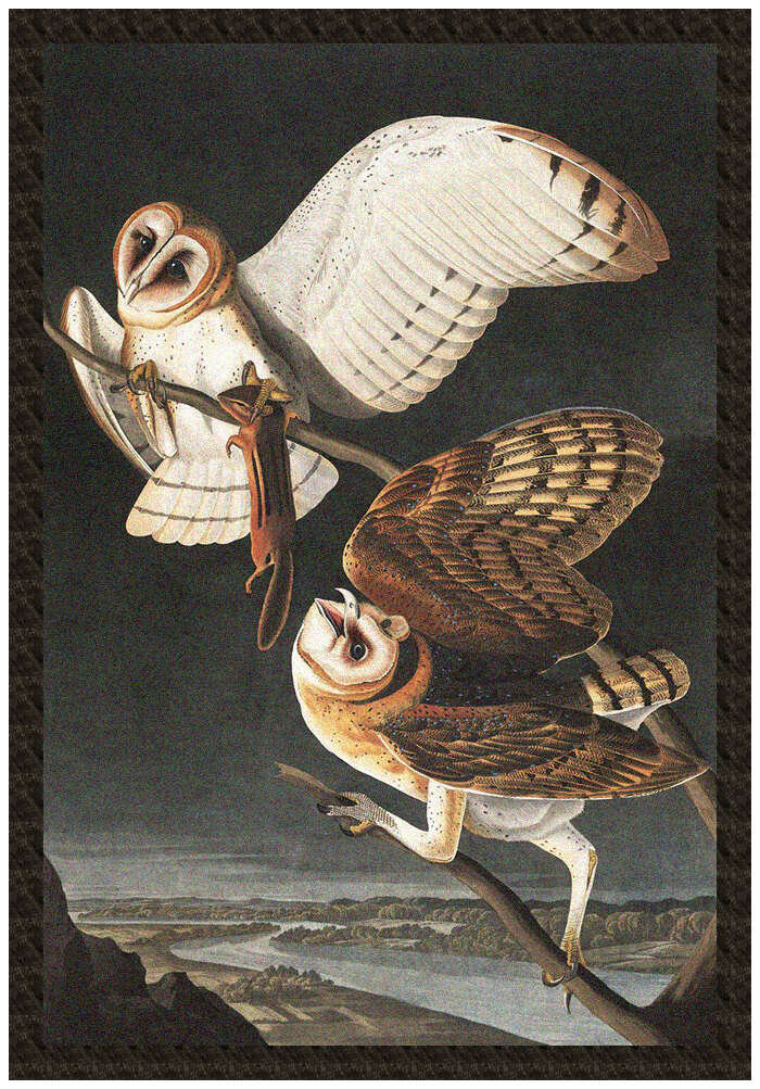 Naszywka Barn Owl, Tyto Alba James Audubon - Inna marka | Moda Sklep ...