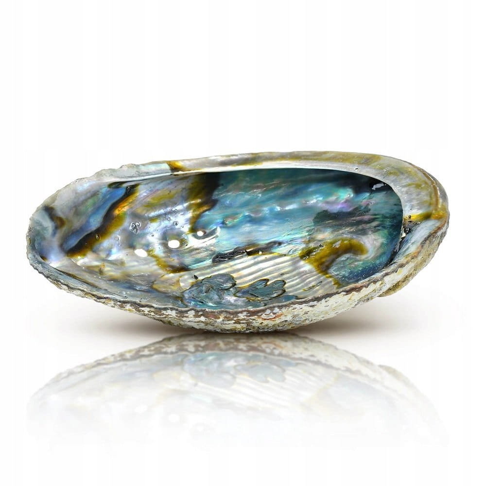 Naturalna Podstawka Pod Kadzidło, na biżuterię PIĘKNA Muszla Abalone 13 ...