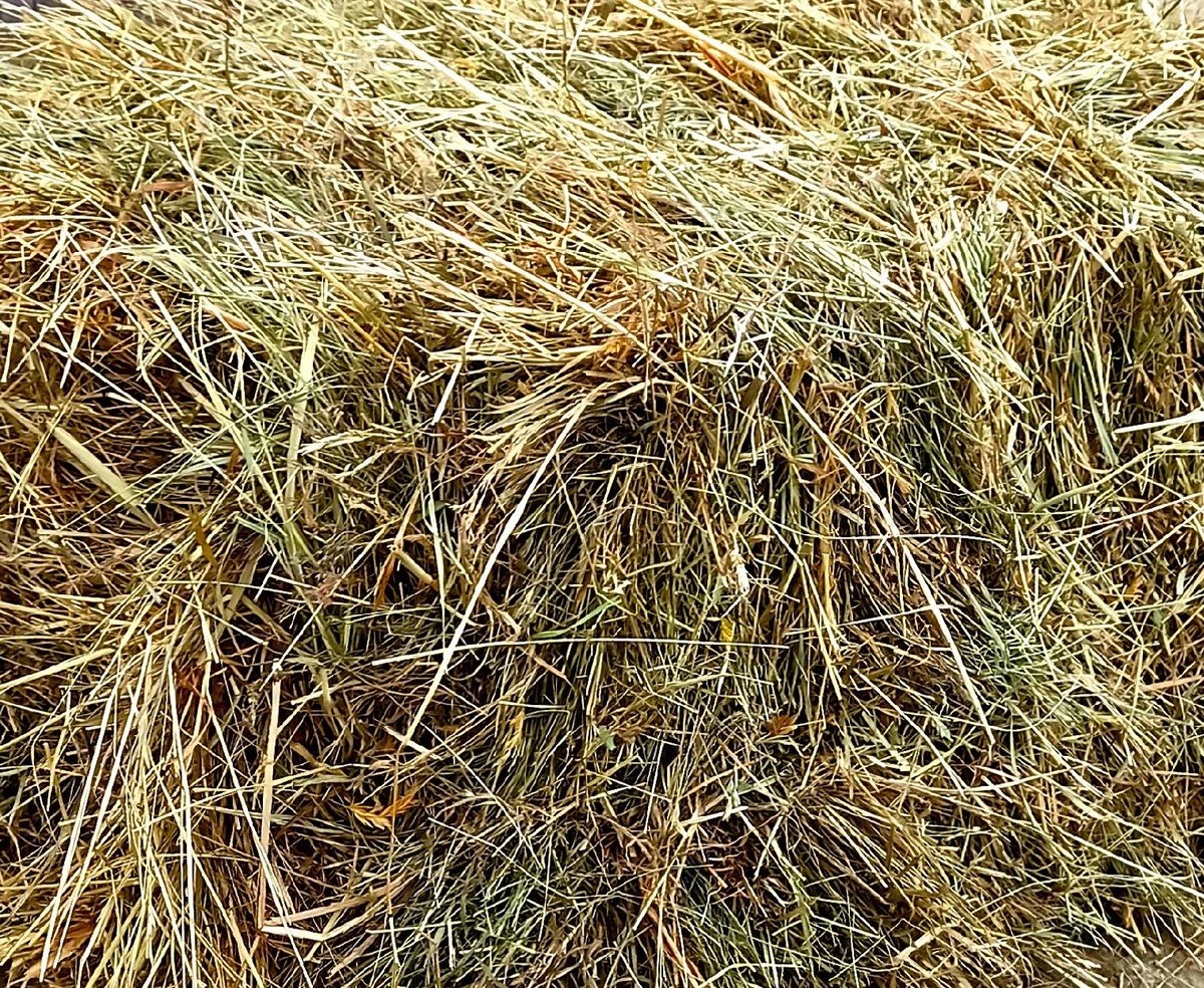 NATURALNE SIANO DLA KRÓLIKA I GRYZONI, SIANKO 3KG - Inny producent ...