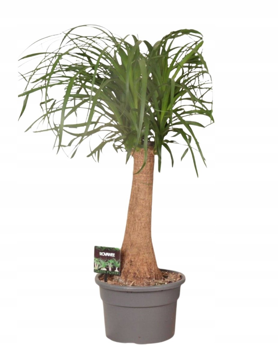 Nolina - Noga Słonia | Doniczka Ø 23 cm | Wysokość ok. 70 cm - Fresh ...