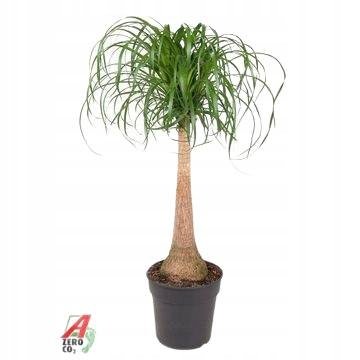 Nolina - Noga słonia - doniczka Ø 27 cm - wysokość 120 cm - Fresh ...