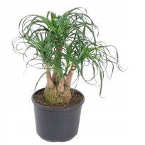 Nolina - Noga słonia - doniczka Ø 27 cm - wysokość 70 cm - Fresh Plants ...