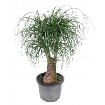 Nolina - Noga słonia - doniczka Ø 32 cm - wysokość 100 cm - Fresh ...