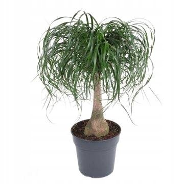 Nolina - Noga słonia - XXL - doniczka Ø 27 cm - wys. 100 cm - Fresh ...