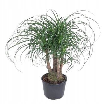 Nolina - Noga słonia - XXL - doniczka Ø 27 cm - wys. 80 cm - Fresh ...