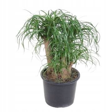 Nolina - Noga słonia XXL - doniczka Ø 32 cm - wysokość 90 cm - Fresh ...