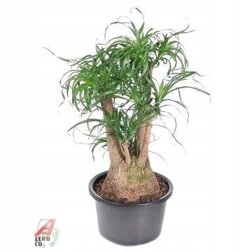 Nolina - Noga słonia - XXL - doniczka Ø 38 cm - wys. 100 cm - Fresh ...