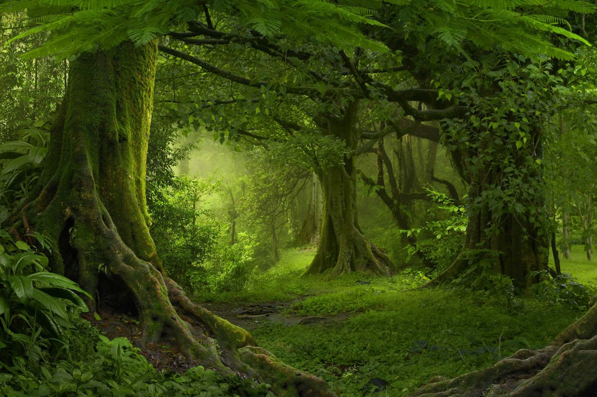 Nowoczesna fototapeta na ścianę do salonu Magiczny zielony las 260x390 ...