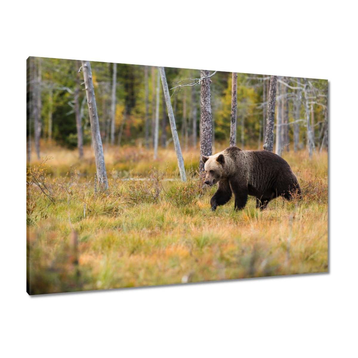 Obraz 100x70cm Niedźwiedź w lesie - ZeSmakiem | Sklep EMPIK.COM