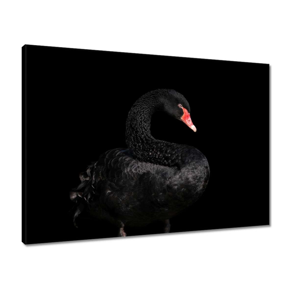 Obraz 70x50 Czarny łabędź Australia - ZeSmakiem | Sklep EMPIK.COM