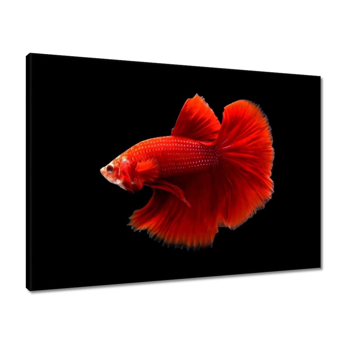 Obraz 70x50 Czerwony bojownik rybka - ZeSmakiem | Sklep EMPIK.COM
