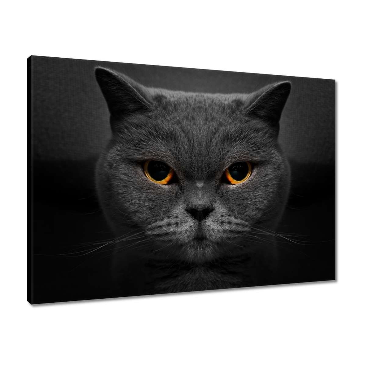 Obraz 70x50 Dostojny kot - ZeSmakiem | Sklep EMPIK.COM