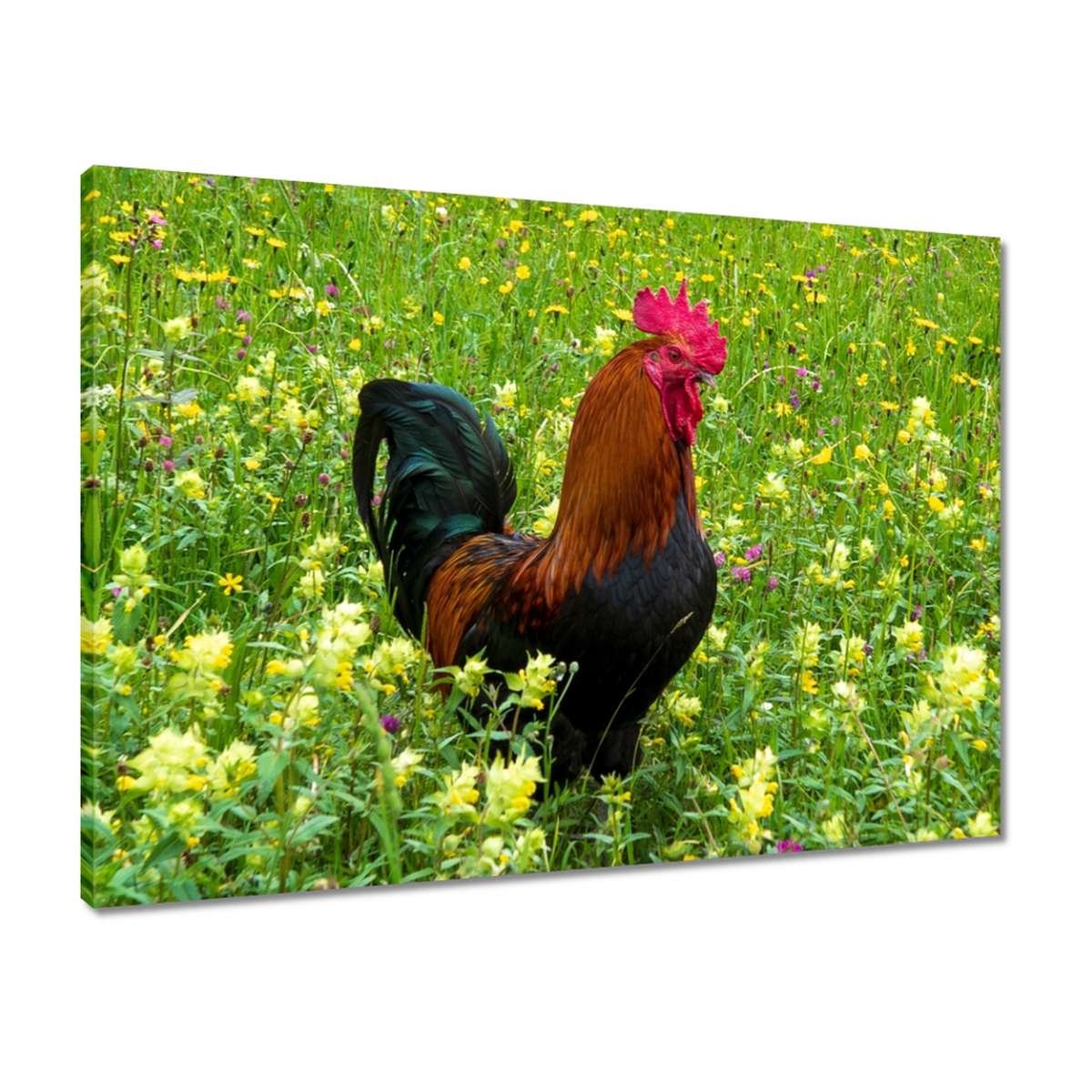 Obraz 70x50 Kogut Kogucik na łące - ZeSmakiem | Sklep EMPIK.COM