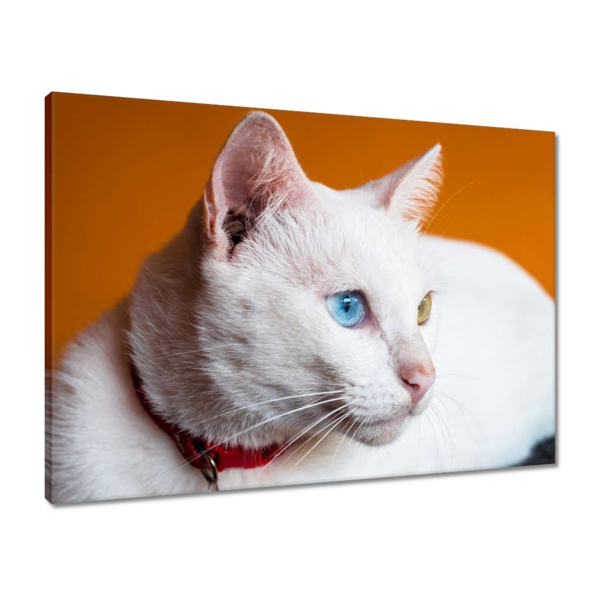 Obraz 70x50 Kot Kotek Kotki Kicia - ZeSmakiem | Sklep EMPIK.COM