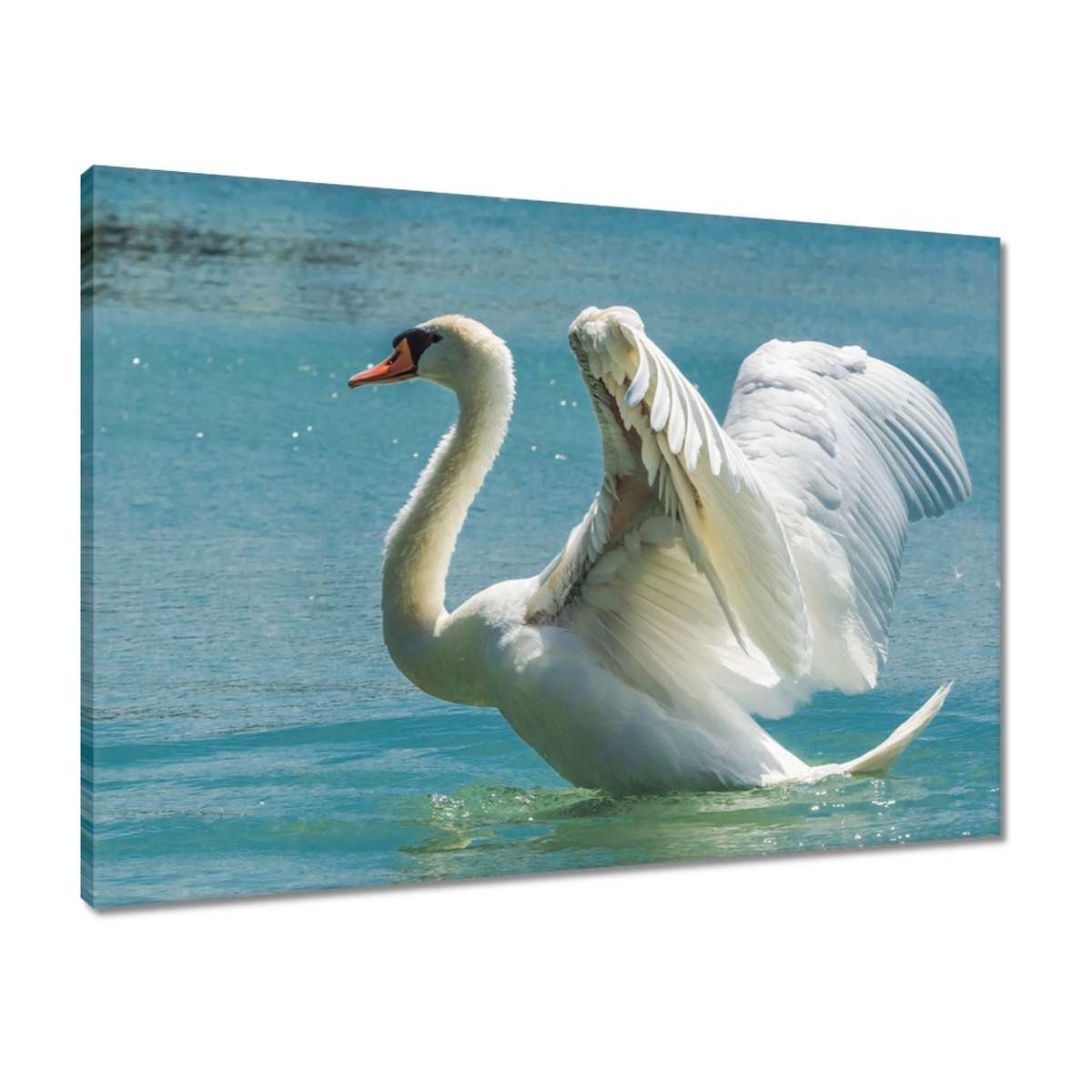 Obraz 70x50 Łabędź - ZeSmakiem | Sklep EMPIK.COM