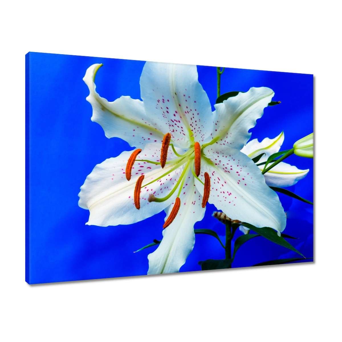 Obraz 70x50 Lilia Biały kwiatek Kwiat - ZeSmakiem | Sklep EMPIK.COM