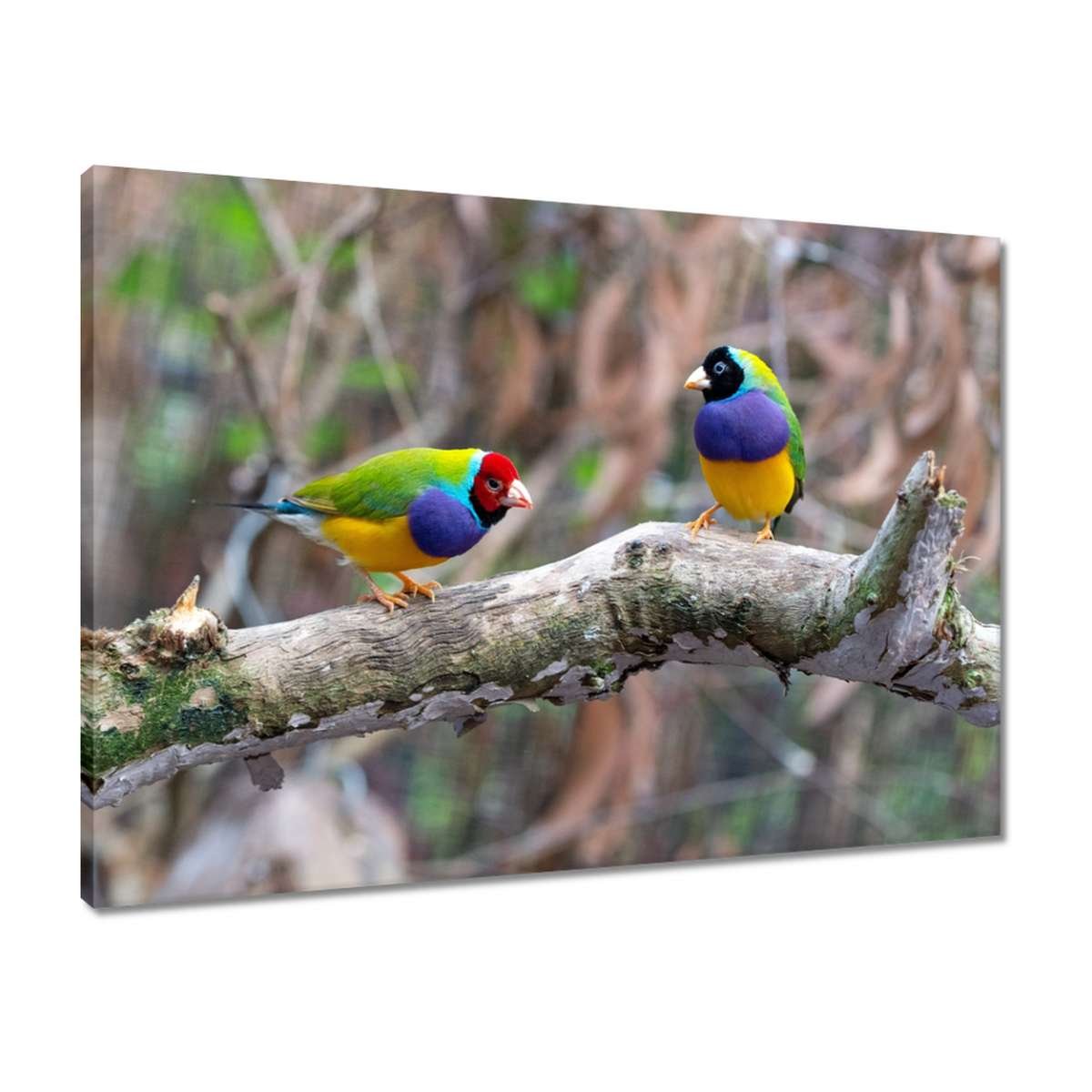 Obraz 70x50 Papugi Papużki Ptaszki - ZeSmakiem | Sklep EMPIK.COM