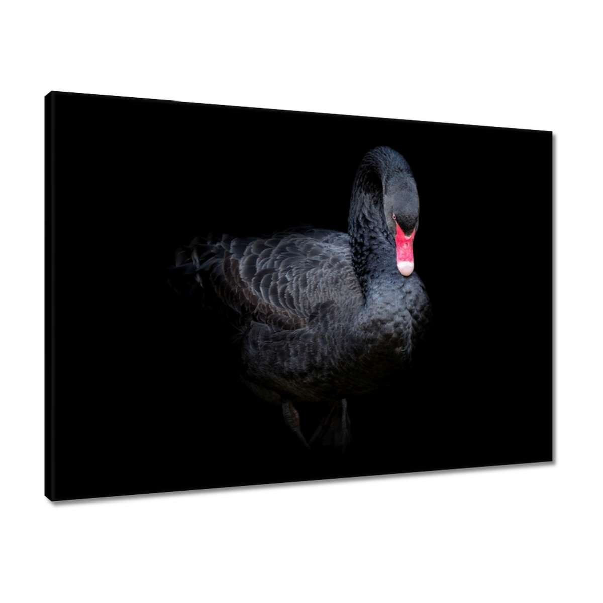 Obraz 70x50 Piękny Czarny Łabędź - ZeSmakiem | Sklep EMPIK.COM