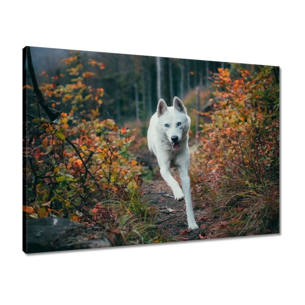 Obraz 70x50 Pies Piesek Psiaki - ZeSmakiem | Sklep EMPIK.COM