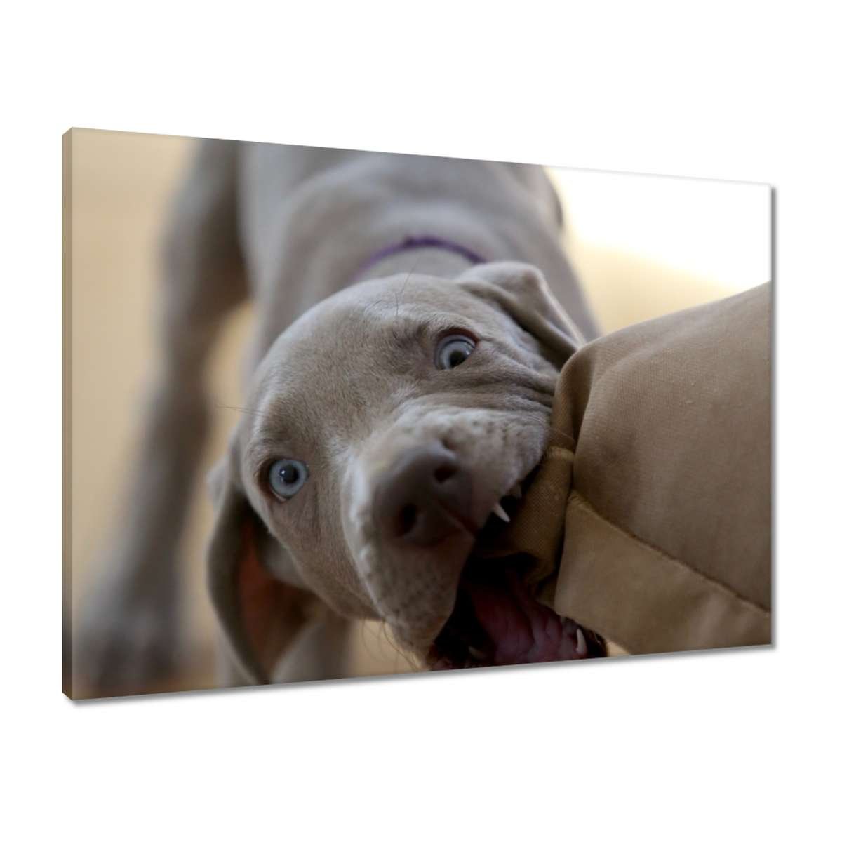 Obraz 70x50 Pies Piesek Psiaki - ZeSmakiem | Sklep EMPIK.COM