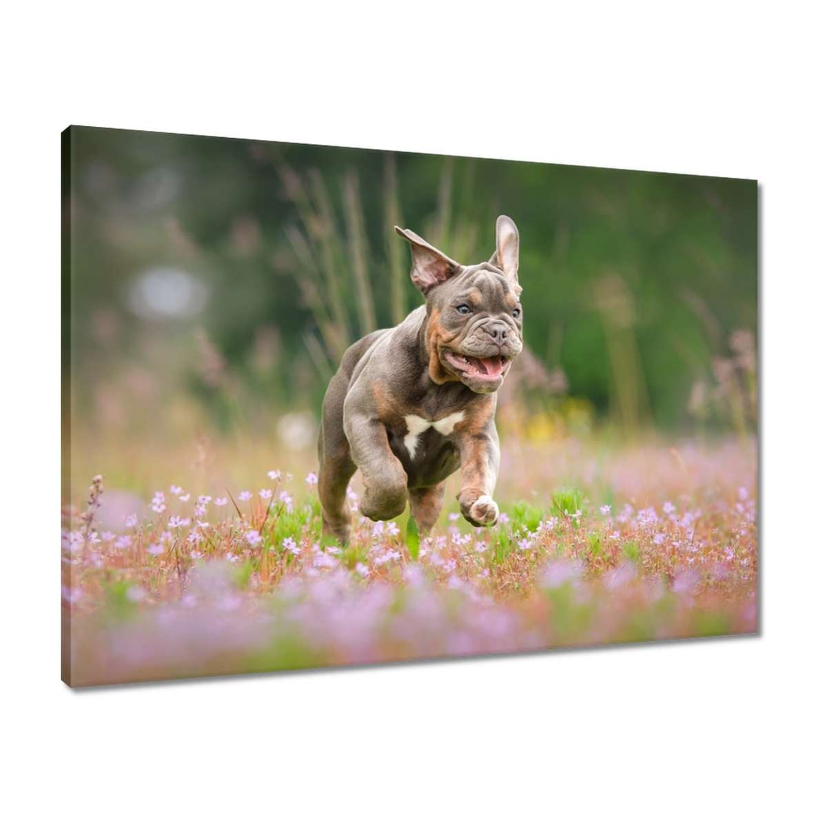 Obraz 70x50 Pies Piesek Psiaki - ZeSmakiem | Sklep EMPIK.COM