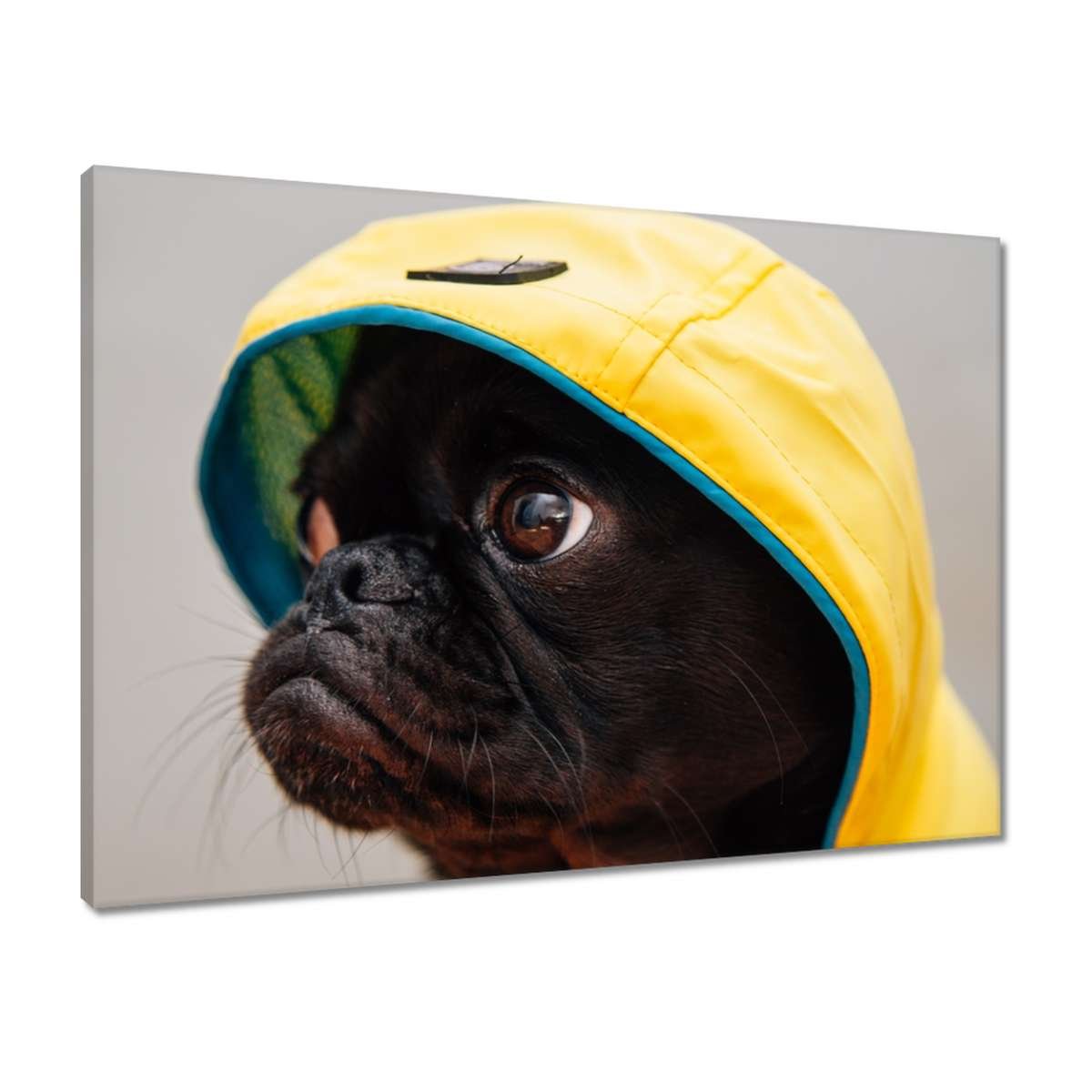 Obraz 70x50 Pies Piesek Psiaki - ZeSmakiem | Sklep EMPIK.COM