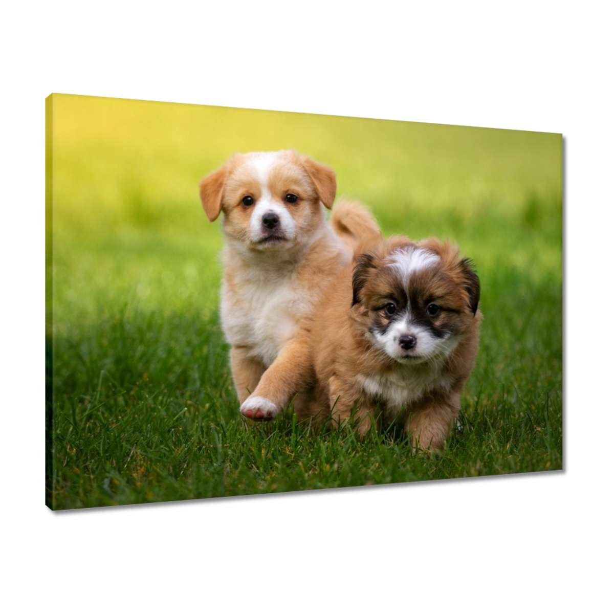 Obraz 70x50 Pieski - ZeSmakiem | Sklep EMPIK.COM