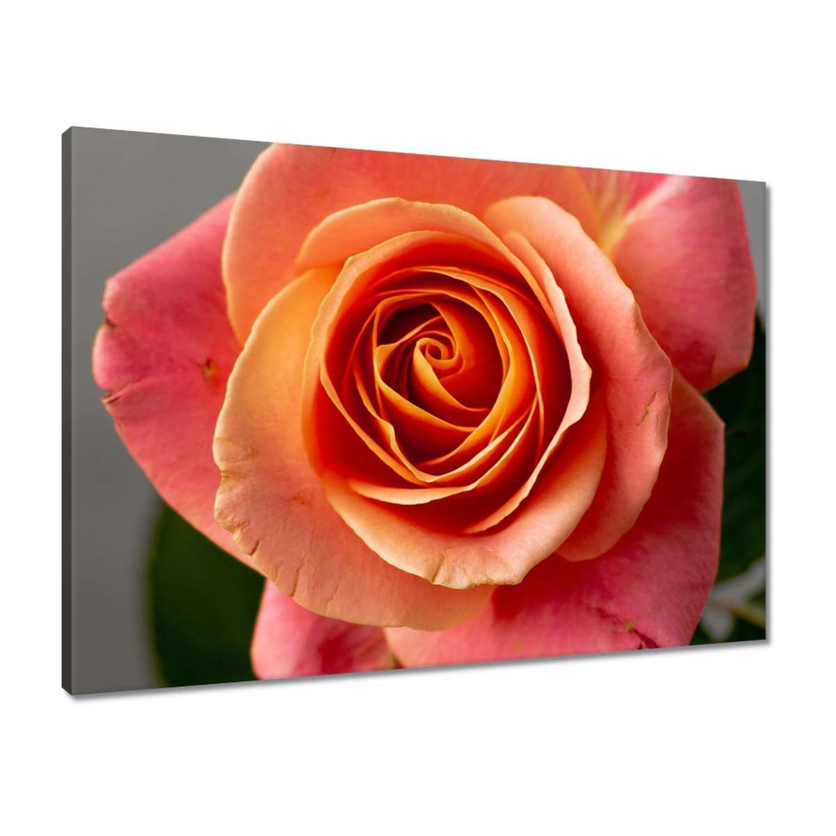 Obraz 70x50 Róża Kwiat Kwiaty Róże - ZeSmakiem | Sklep EMPIK.COM