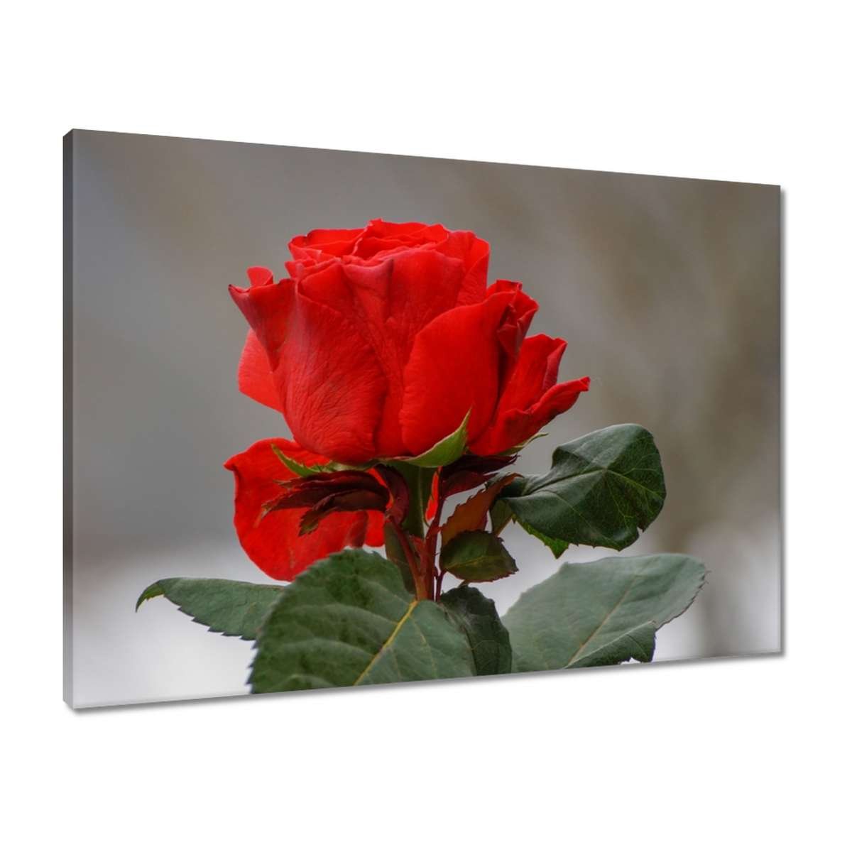 Obraz 70x50 Róża Kwiat Kwiaty Róże - ZeSmakiem | Sklep EMPIK.COM