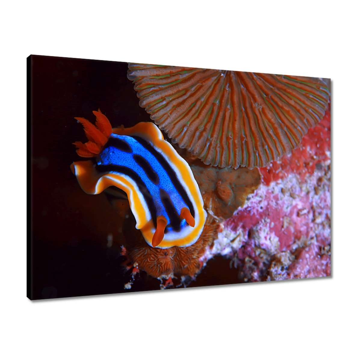 Obraz 70x50 Ryba w ekosystemie wodnym - ZeSmakiem | Sklep EMPIK.COM