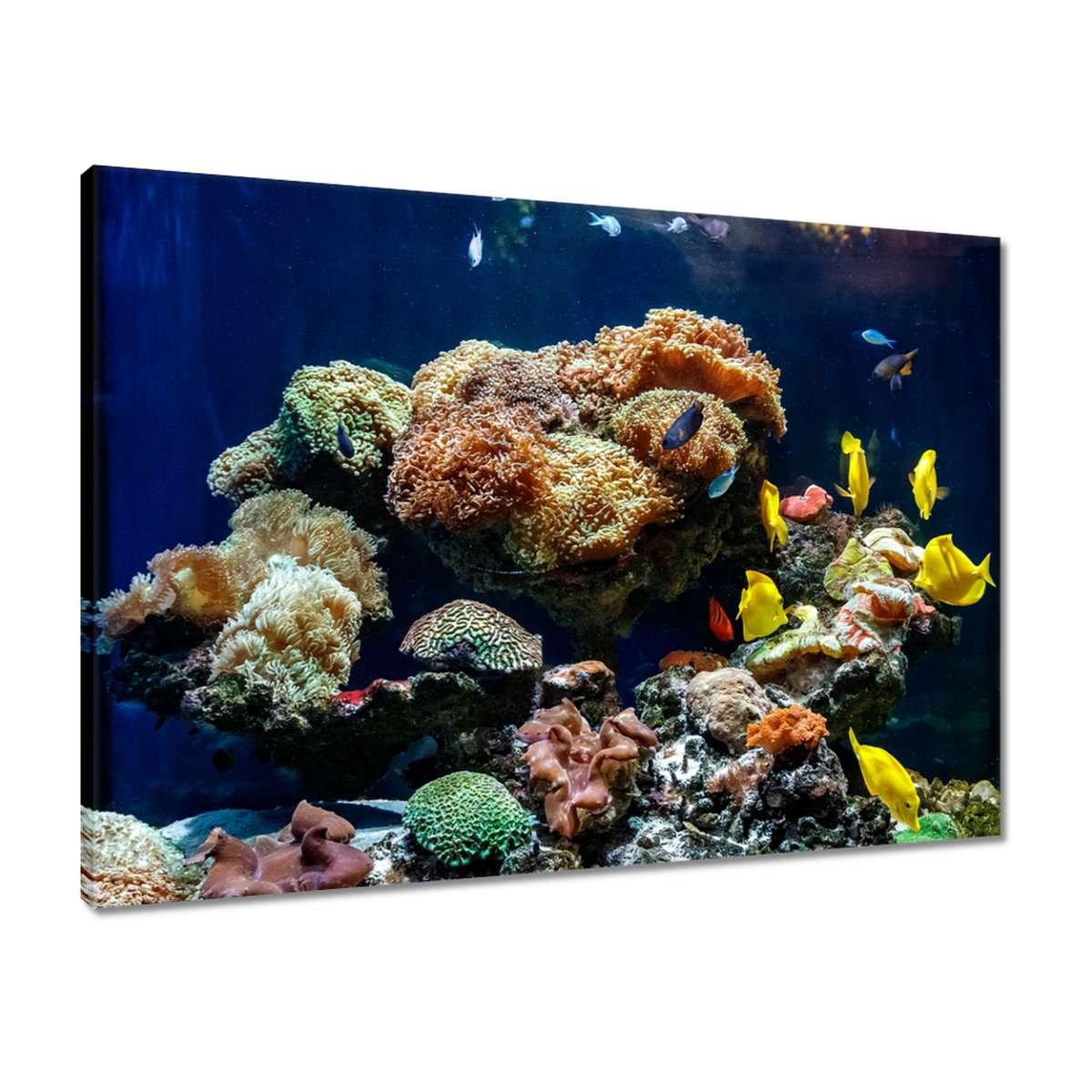 Obraz 70x50 Ryby Rafa koralowa - ZeSmakiem | Sklep EMPIK.COM